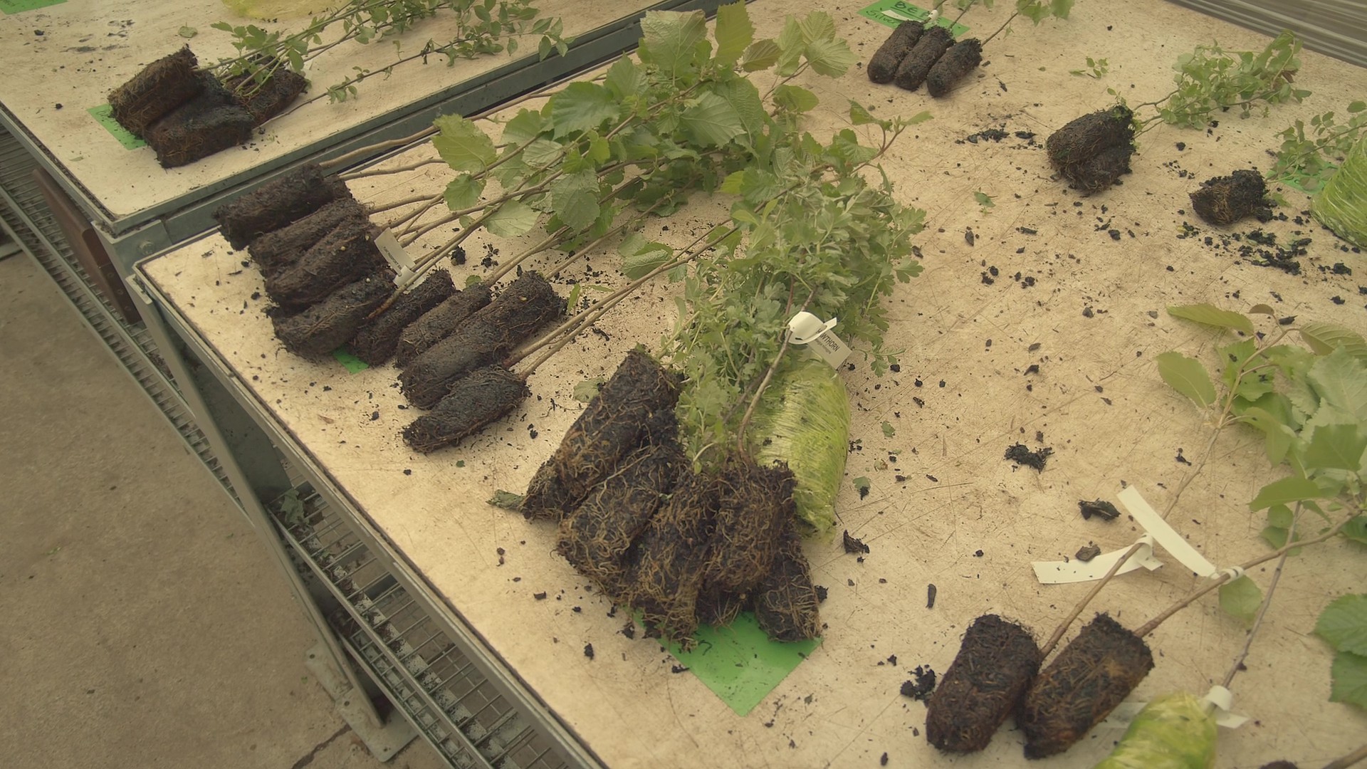 Alba Trees - Peat Free Partnership